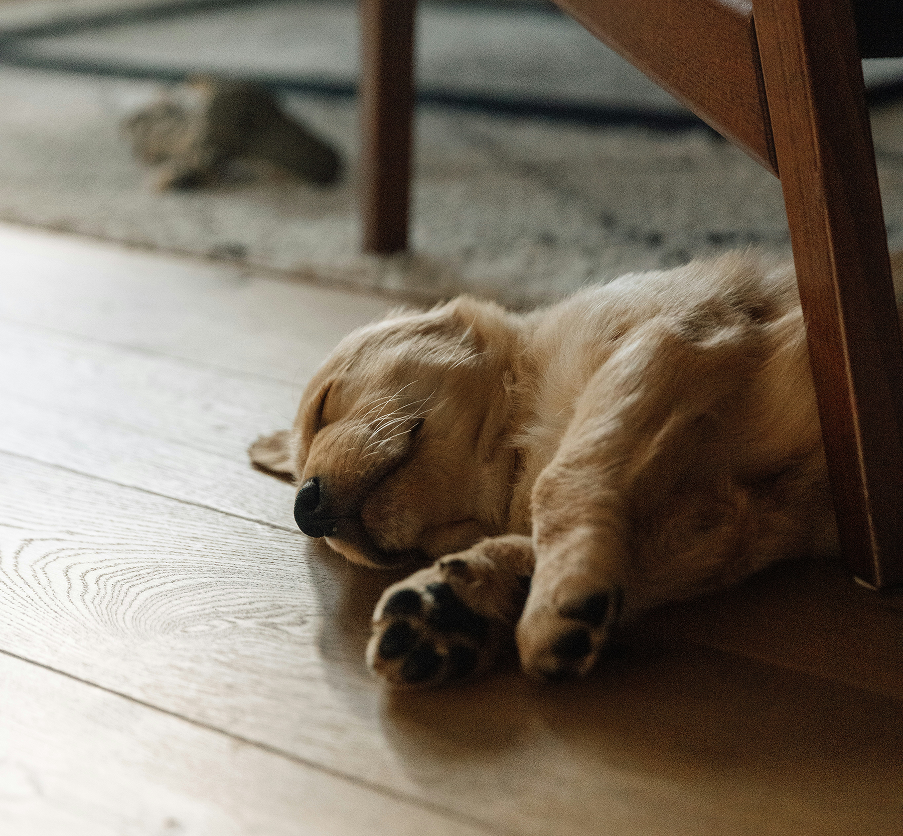 Why Leather Floor Protectors Are a Game Changer for Homes With Pets ...
